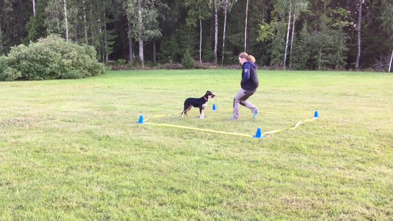 Puppy Lina: paw target + square - YouTube