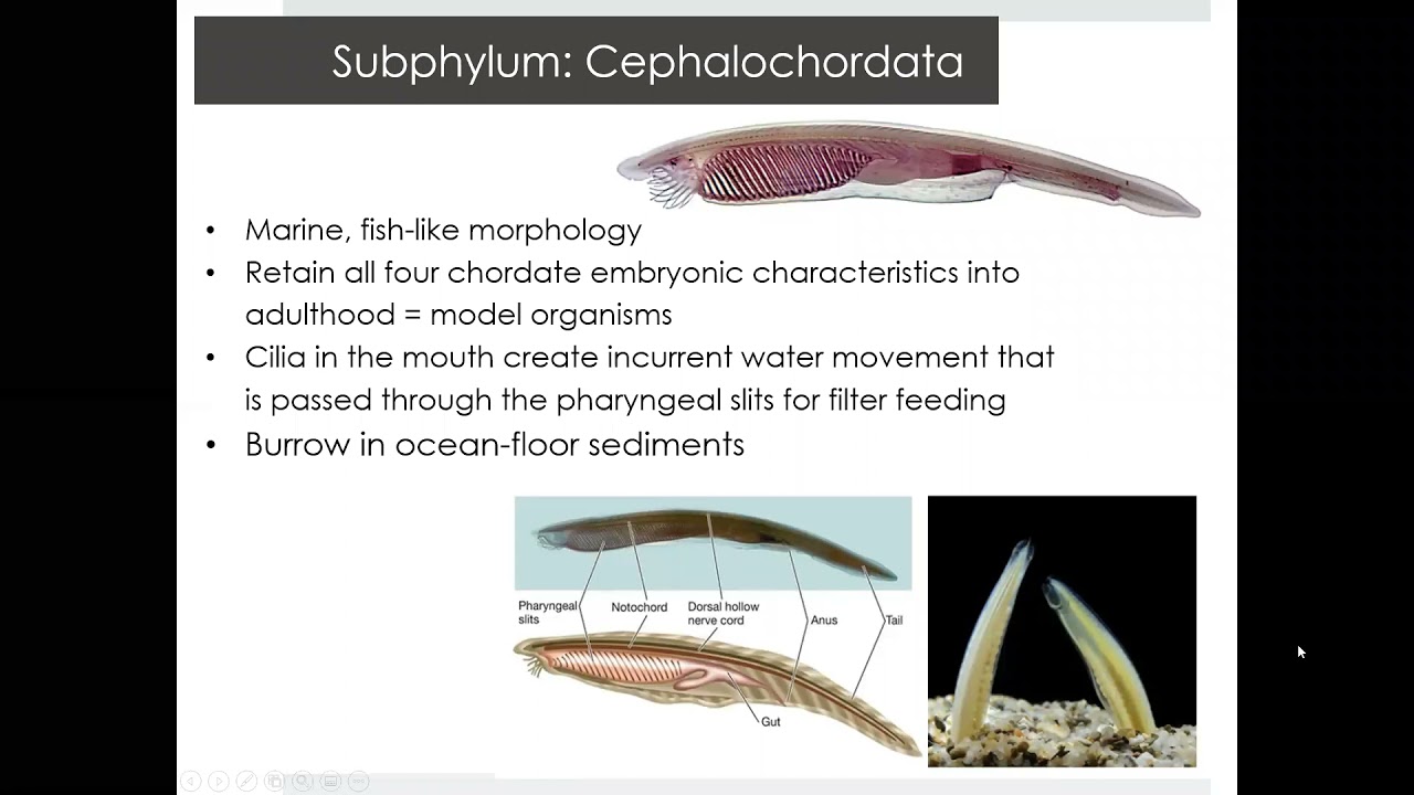 Animals II Activity 2 Non-vertebrate Chordates - YouTube