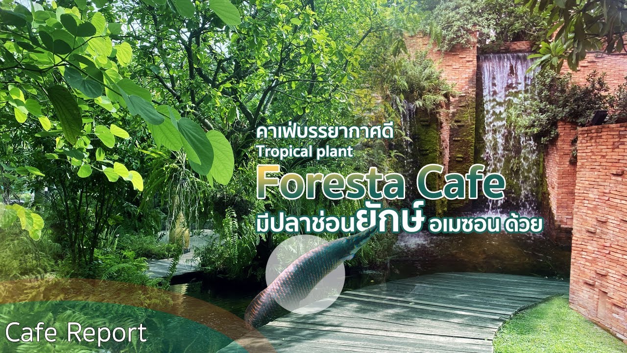 [Cafe Report] Foresta Cafe | คาเฟ่บรรยากาศดีใกล้สนามบิน | ปลาช่อนอเมซอน ...