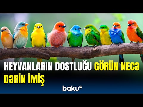 Quşlar da “qohum seçimi” edir? - Bir-biri ilə dostluq edən heyvanların sirri