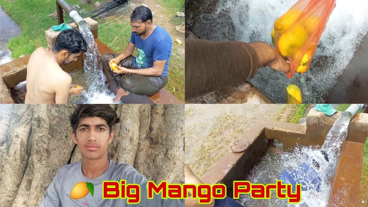Big Mango Party 🥭 || Swimming Pool || Shajaat village vlog|| - YouTube