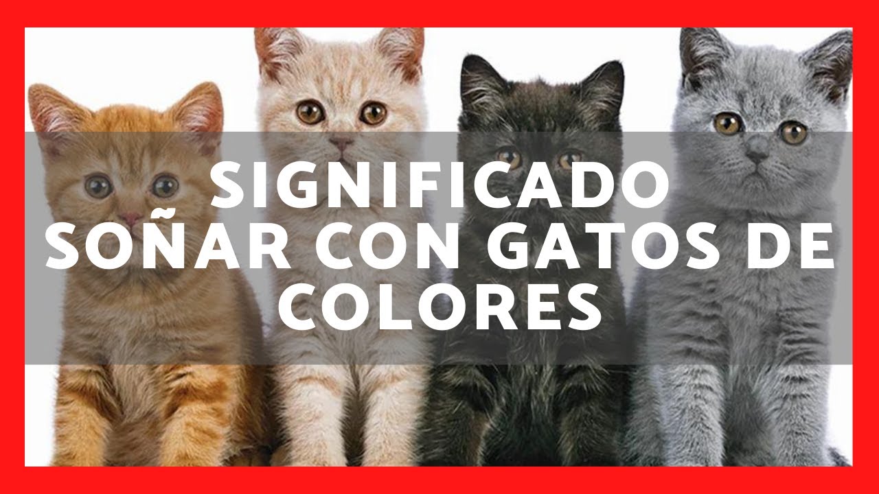 ️ QUÉ SIGNIFICA SOÑAR CON GATOS DE COLORES 2023 SIGNIFICADO SOÑAR CON ...