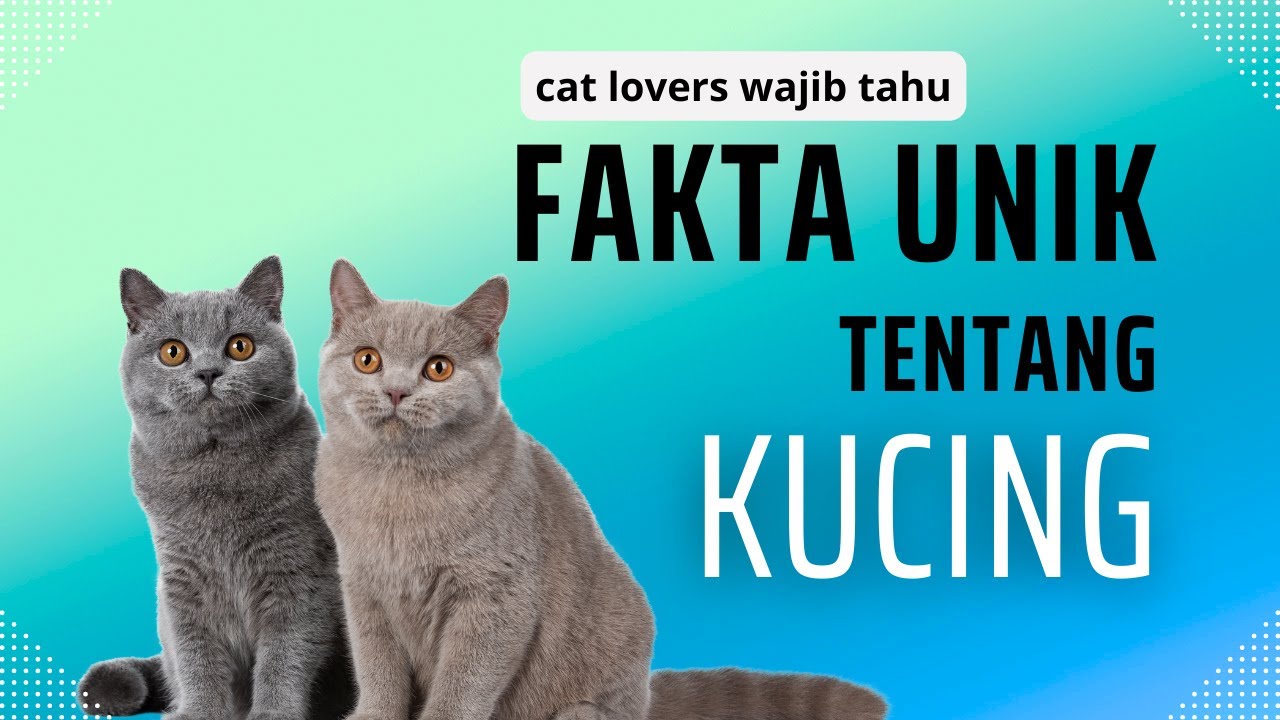 Fakta Unik Tentang Kucing, Cat Lovers Wajib Tahu | dunia kucing - YouTube
