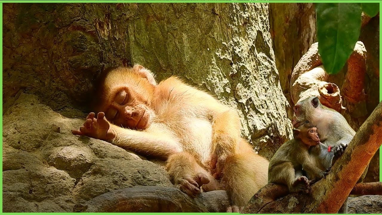 Leo is sleeping on the tree , and he is so cute Leo monkeys . - YouTube