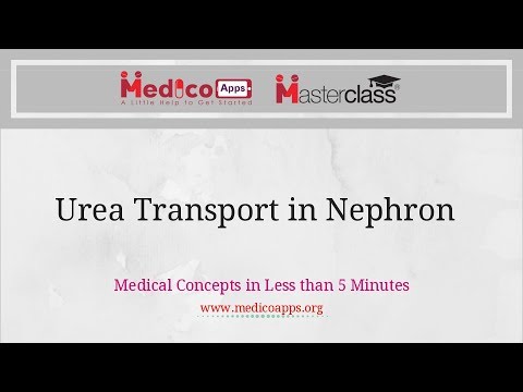 Urea Transport in Nephron [NEET PG / DNB / AIIMSPG ] - YouTube