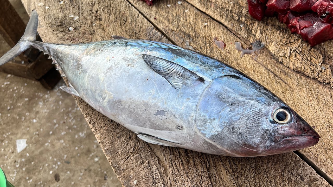 Fresh Mackerel Tuna Cutting | Mackerel Tuna Breaking Down into Cubes ...