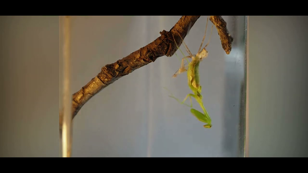 Praying mantis molting to adulthood - YouTube