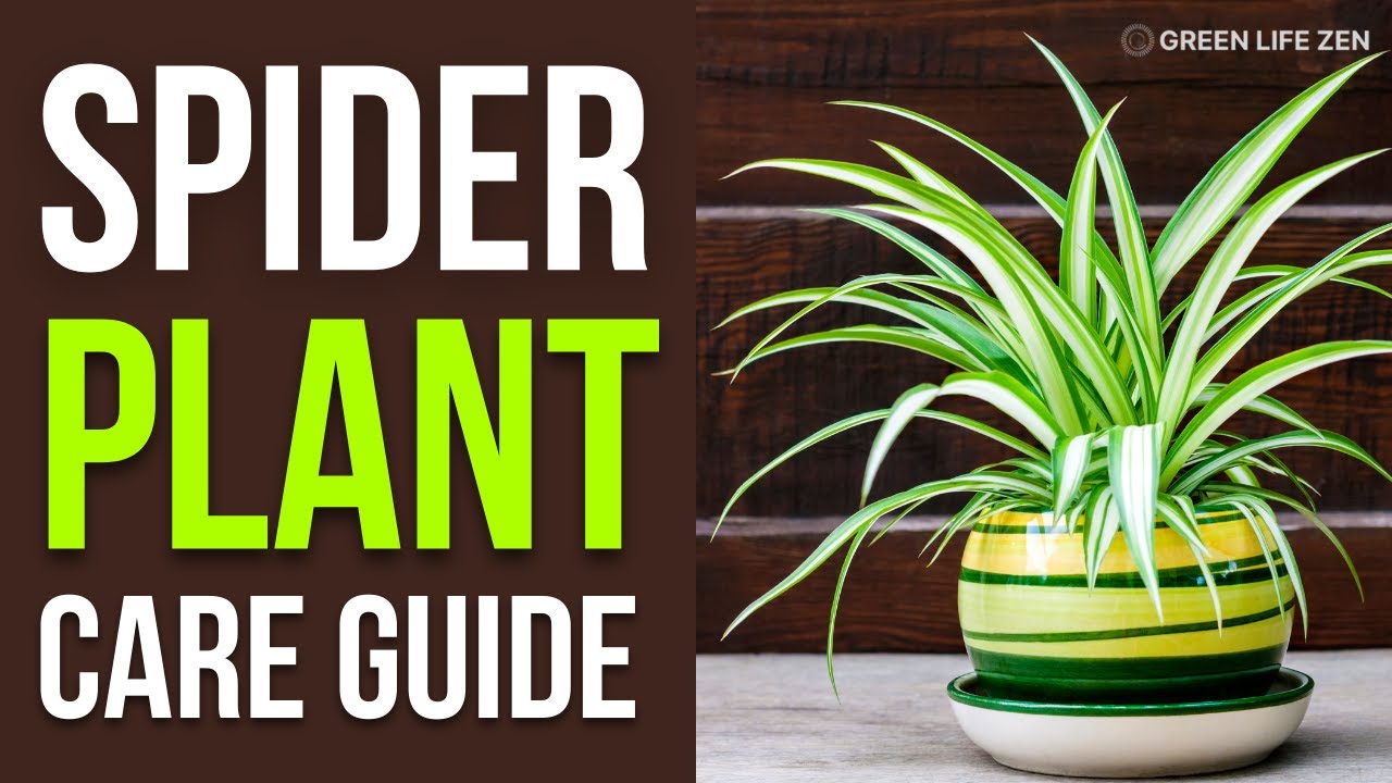 Mastering Your Spider Plant 🕷️ The Ultimate Care Guide 🌱 - YouTube