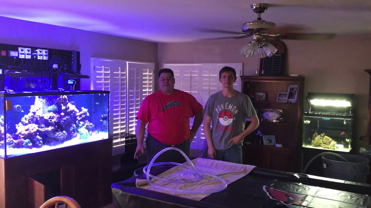 Marine Velvet - Part 2 - Reintroducing the fish to the Sonoran Reef ...