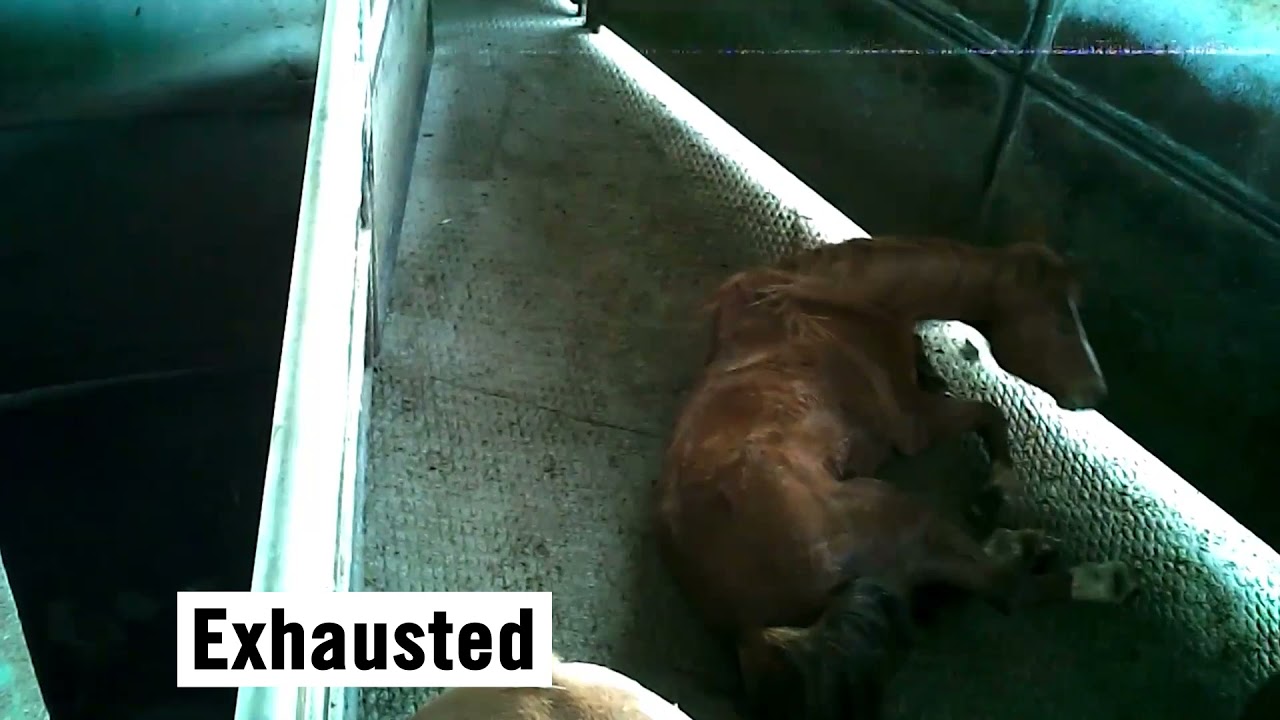MERAMIST SLAUGHTERHOUSE BREACHES EU HORSE MEAT REGULATIONS YouTube meramist-slaughterhouse-breaches-eu-horse-meat-regulations-youtube