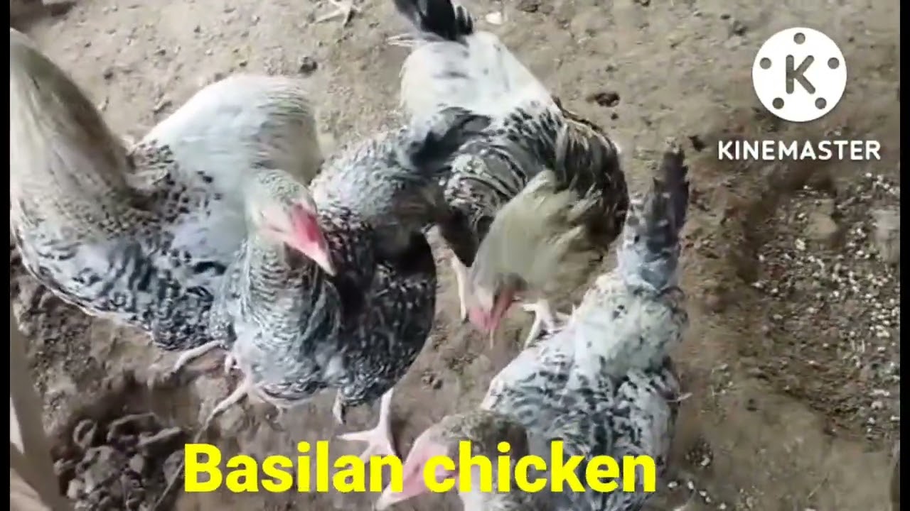 Rhode Island /Native /Basilan chicken /@JAIME RAGORO official - YouTube