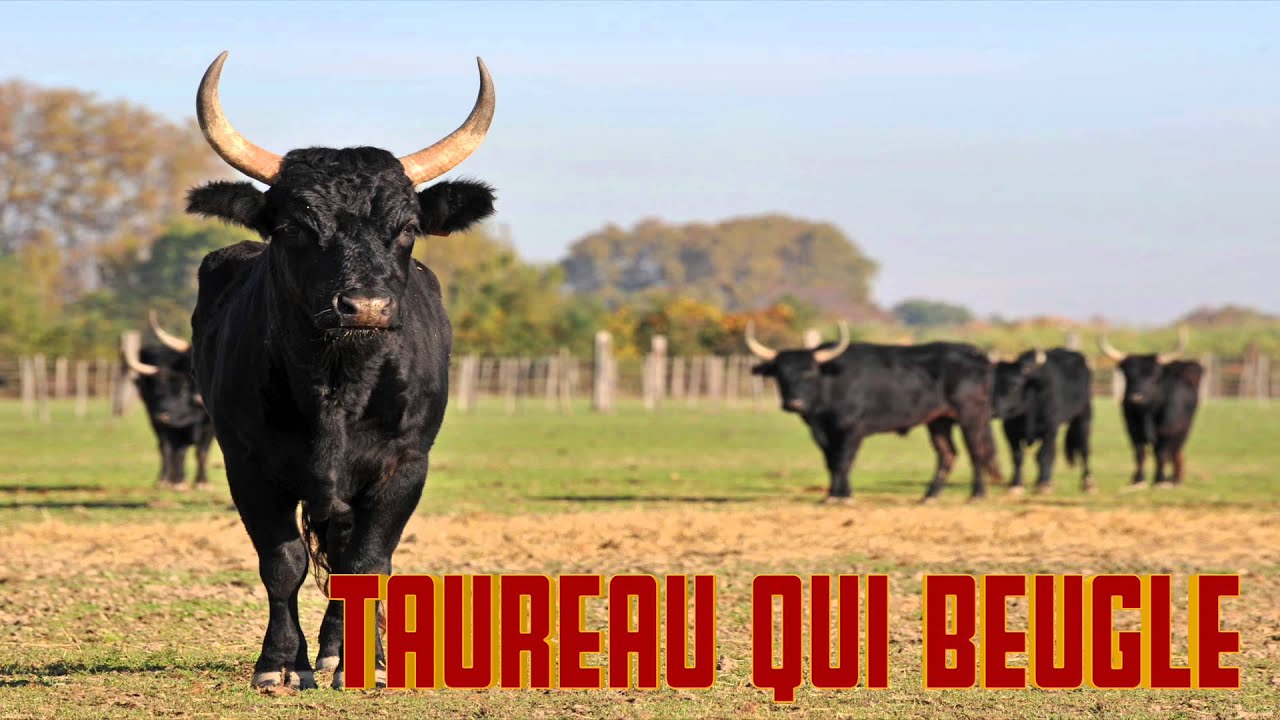 TAUREAU qui BEUGLE le CRI du TAUREAU bruit des ANIMAUX BULL SOUND - YouTube