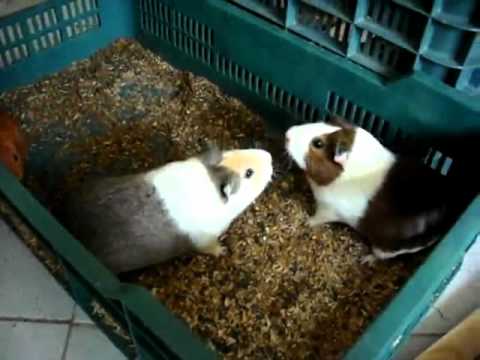 Pelea de Cuyos - YouTube