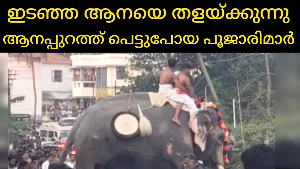 ഇടഞ്ഞ ആനയെ തളയ്ക്കുന്നു | Elephant attack kerala 2025 | Peroor sivan ...