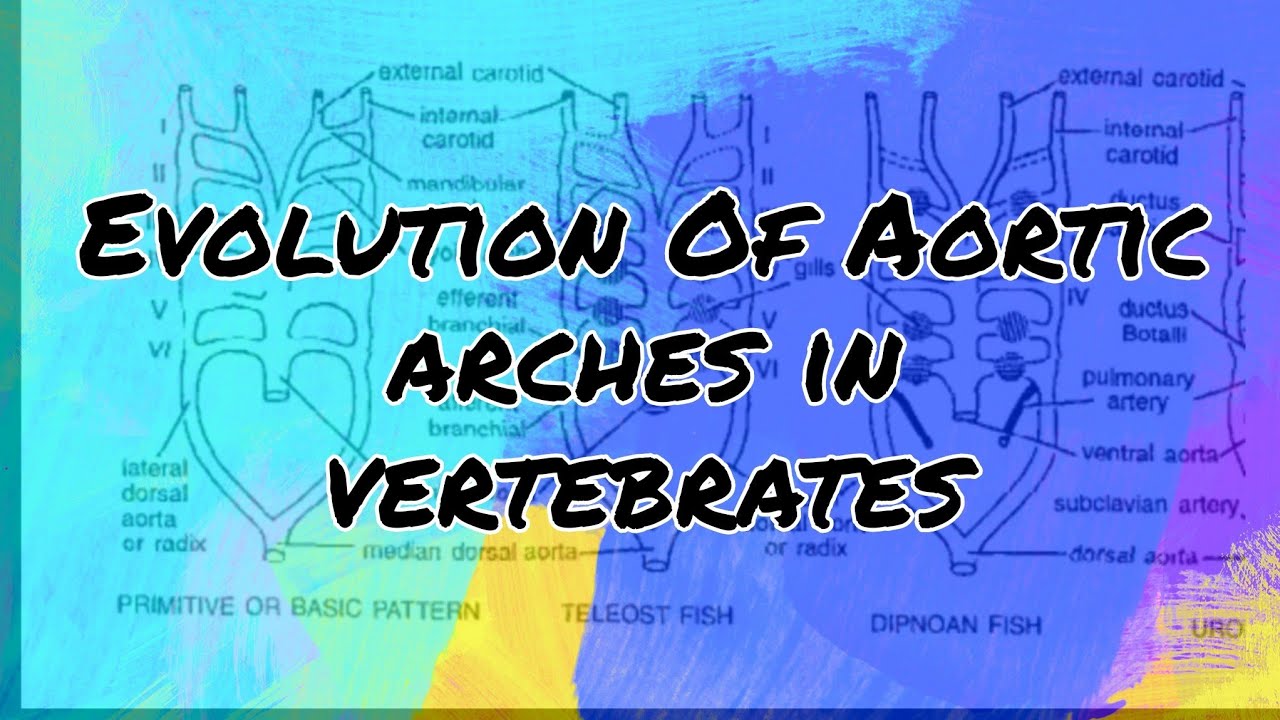 Comparative anatomy of aortic arches| Evolution of Aortic arches in ...