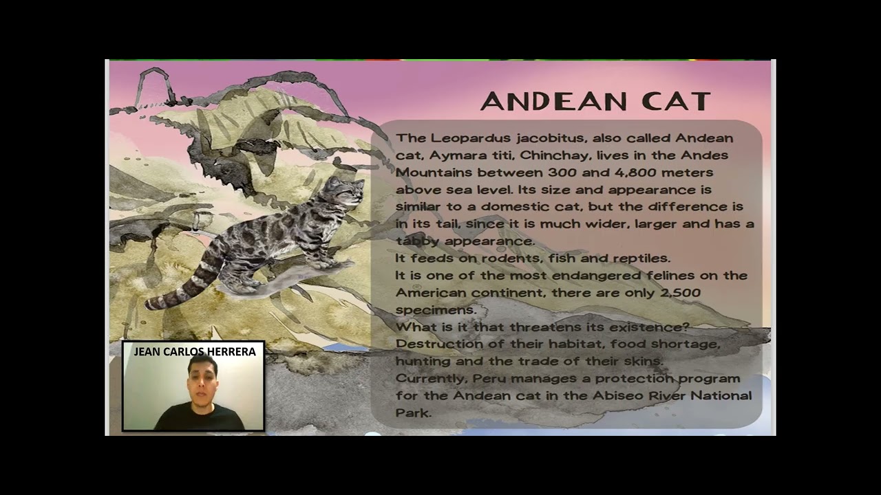 FINAL PROJECT ORAL PRESENTATION - YouTube