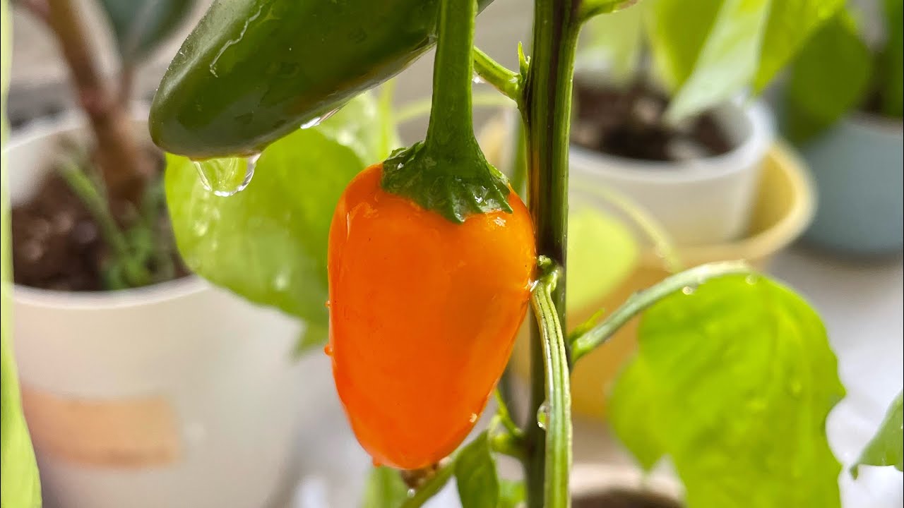 How to grow mini bell peppers at your balcony step by step way, easy ...