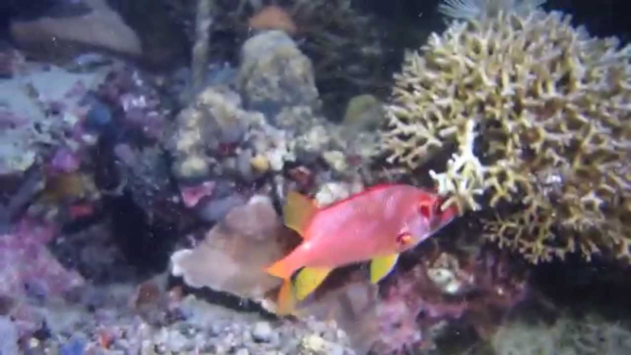 Poisson-écureuil géant, Sargocentron spiniferum - YouTube