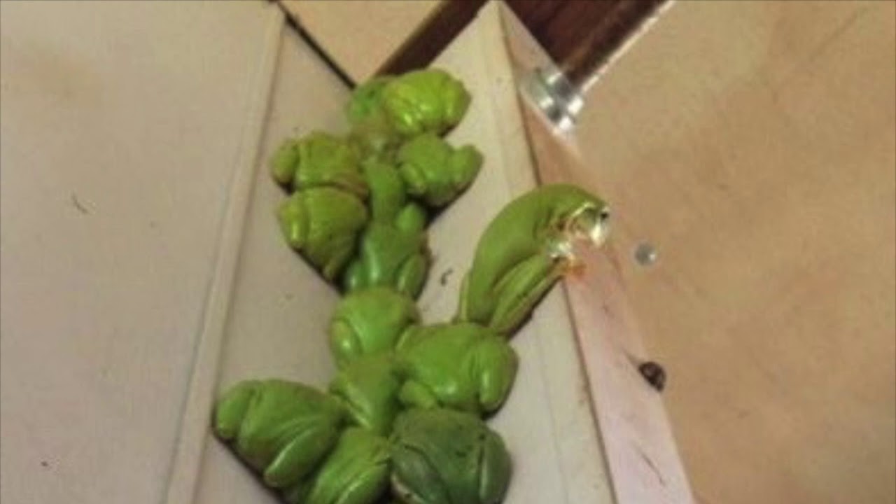 Huge Frog Burp Sound Effect - YouTube