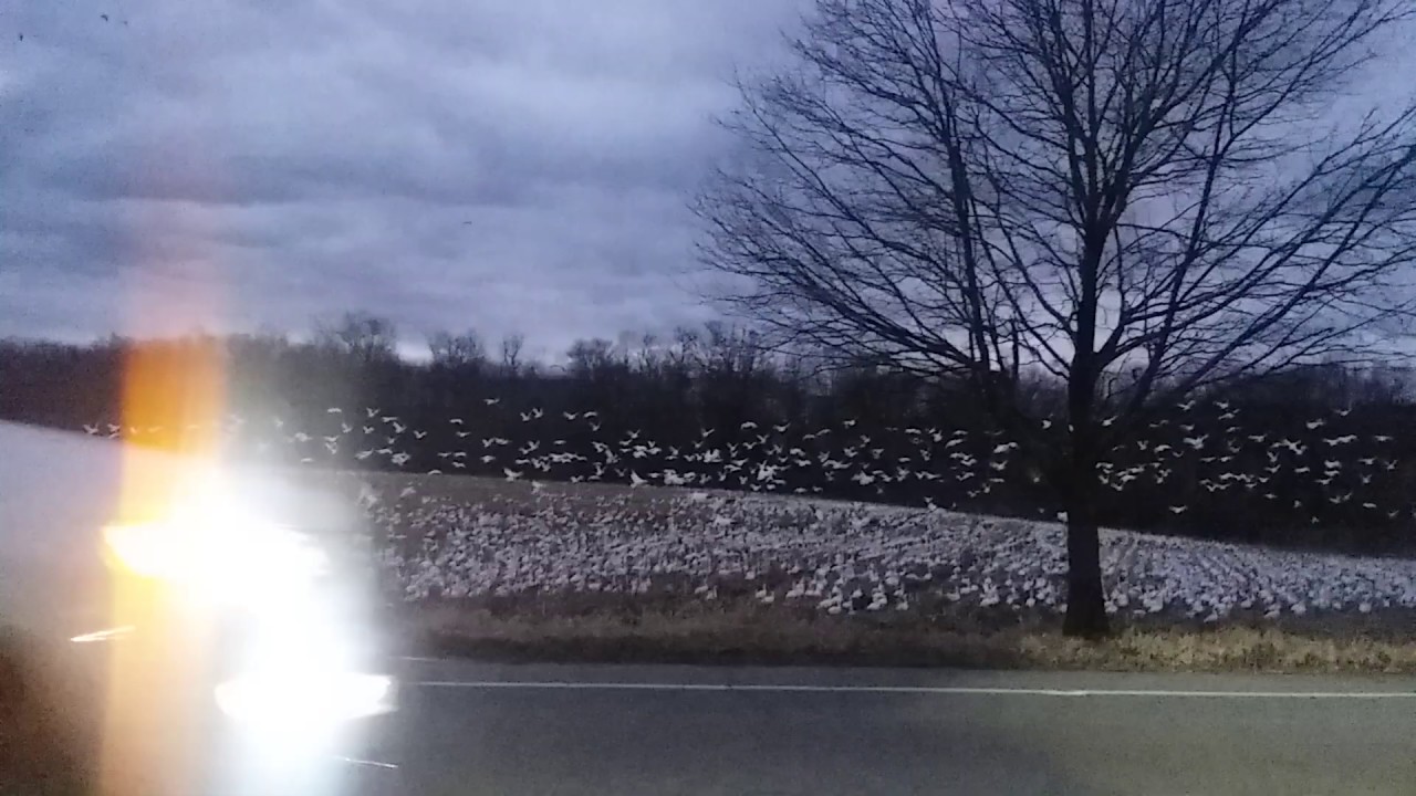 Snow Geese New Jersey - January 28, 2020 - YouTube