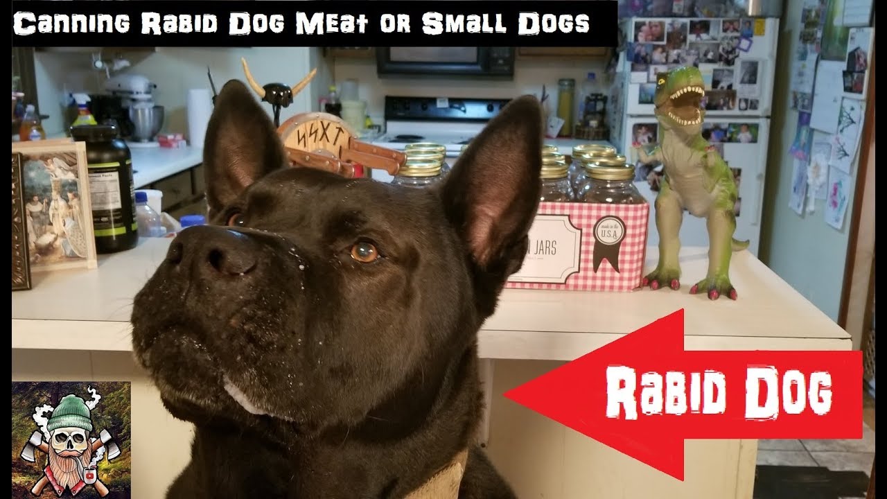 Canning Rabid Dog Meat or Small Dogs - YouTube