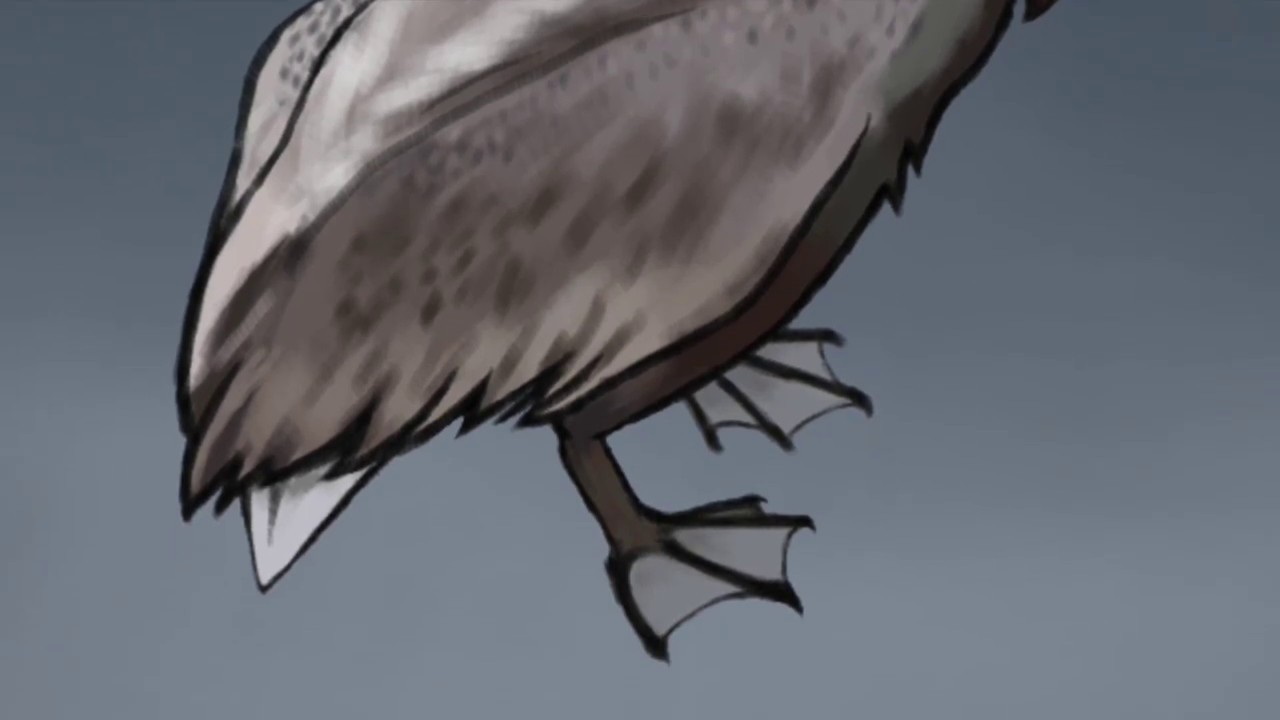 pelicans we - YouTube