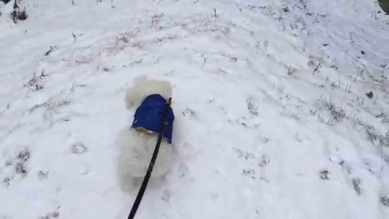 Teddy's first snowfall - YouTube