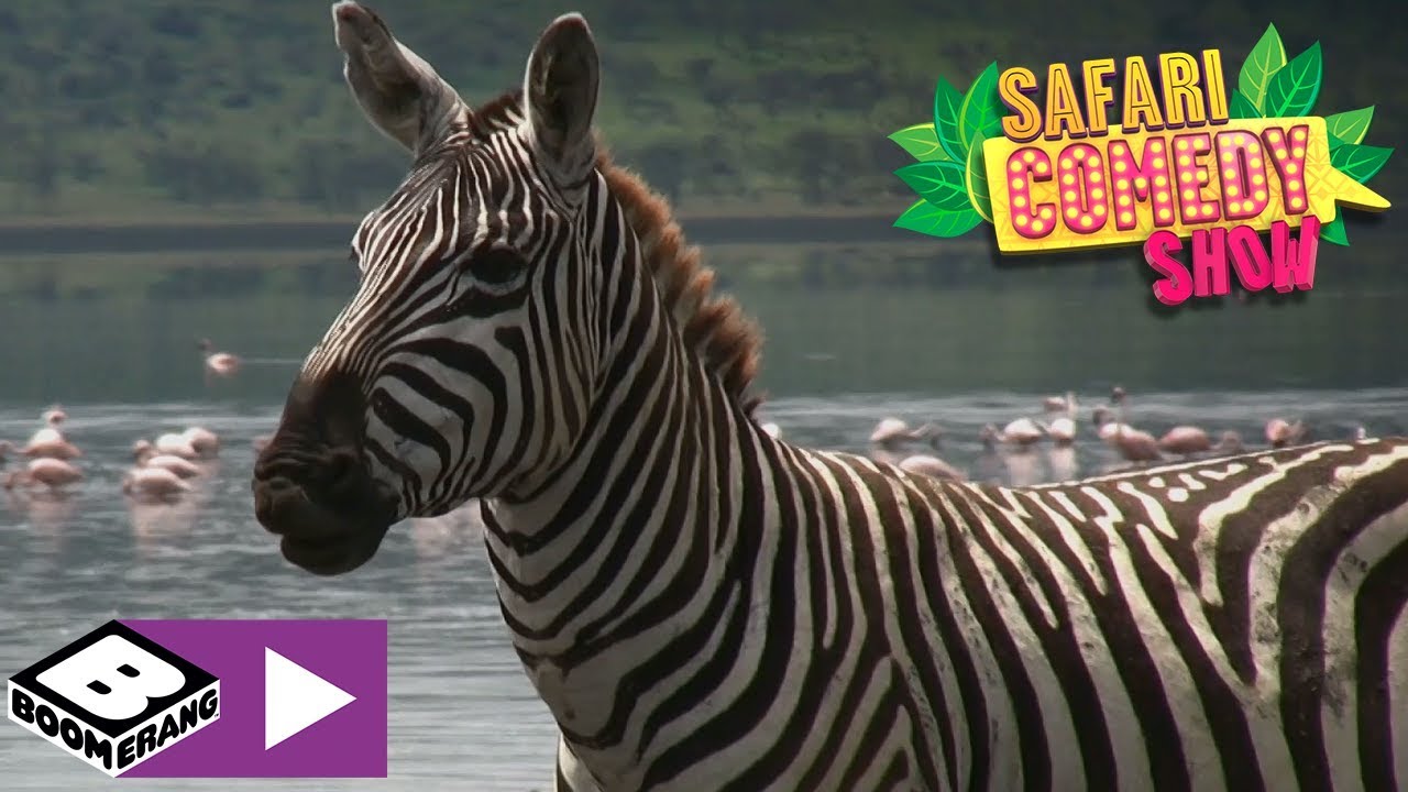 Compilation #1 | Safari Comedy Show | Boomerang - YouTube