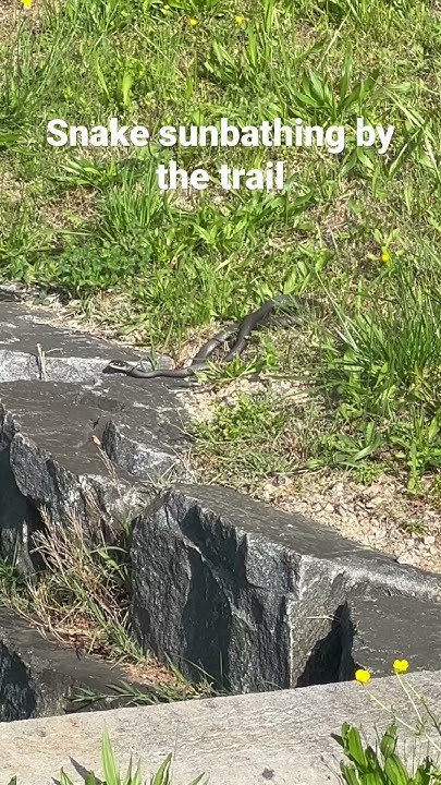 Snake sunbathing by the trail - YouTube