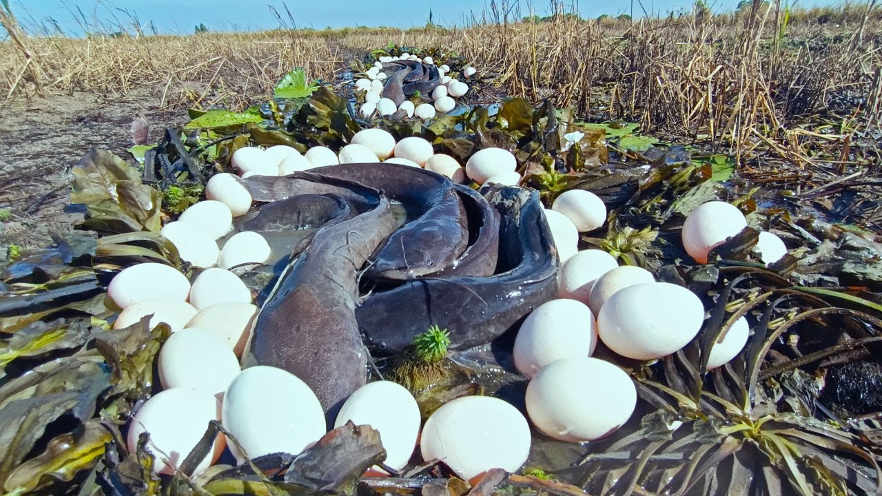 best hand fishing! catch fish and pick eggs duck in the algae in the ...