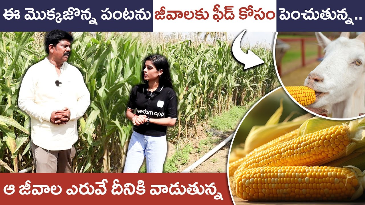 Corn Farming for Sheep and Goat Feed: A Step-by-Step Guide | Corn ...