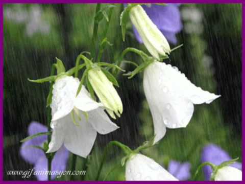 halil kurt ağlama yamur gözlüm