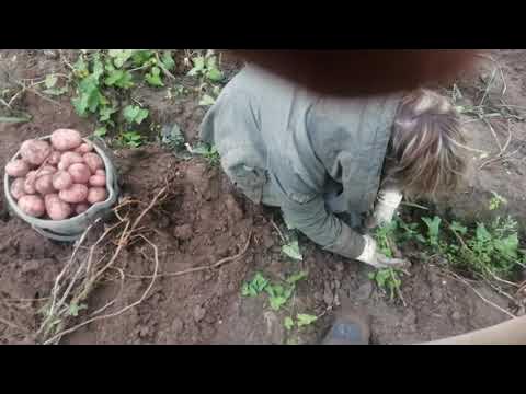 Балтик роуз картофель 🥔 2021 - YouTube