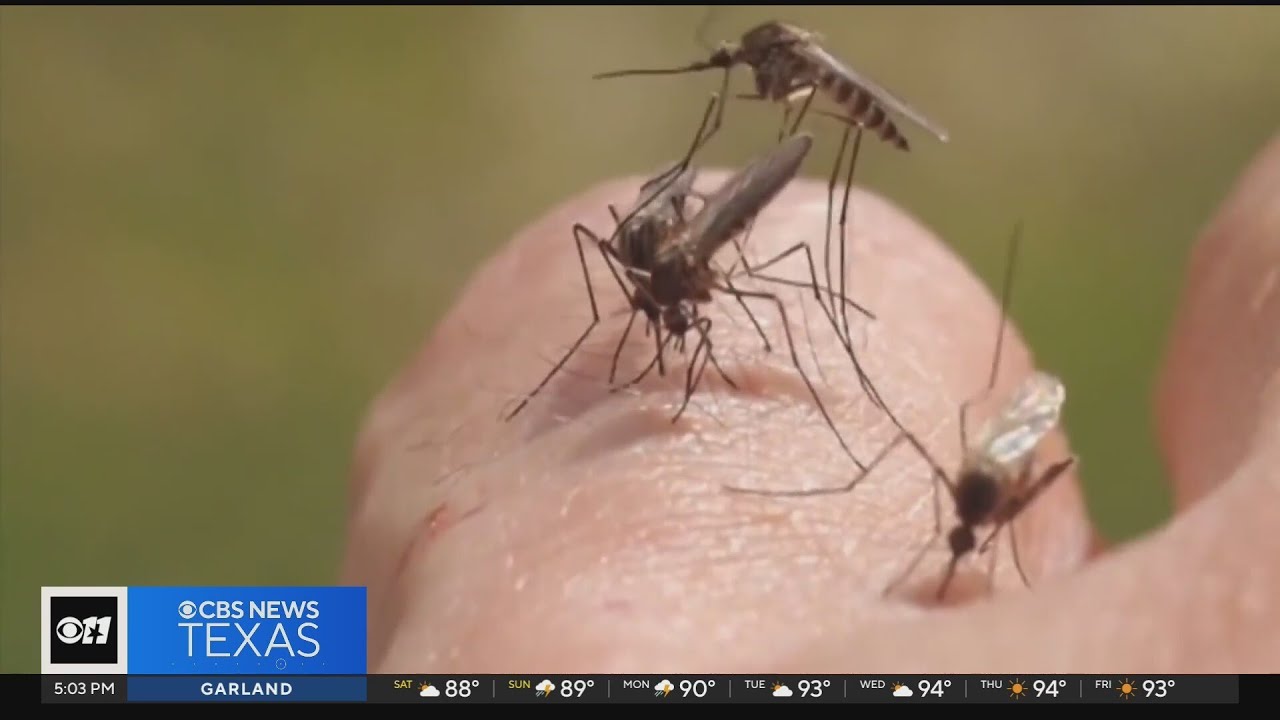Brace yourself for "floodwater mosquitoes" after heavy North Texas ...
