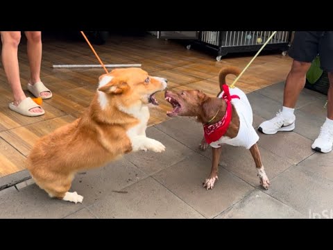 REAKSI FLOKI KETEMU ANJING CORGI YANG GIGIT GUE ‼️ FLOKI VS CORGI