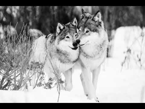 ALEX & RUS - Дикая львица_rus mahnisi🖤❤🎶