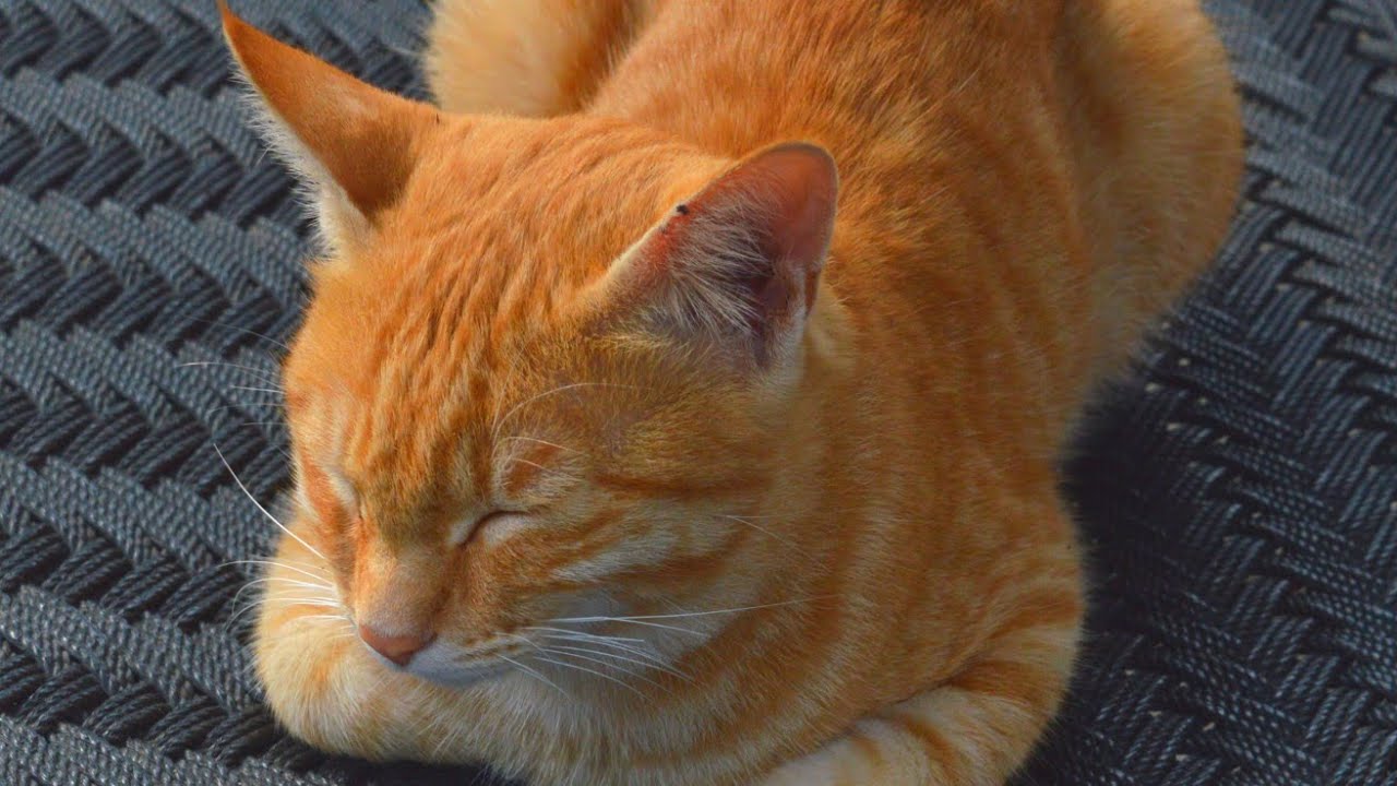 Adorable Yellow Cat Sitting Calmly and Relaxing on the Cot - YouTube