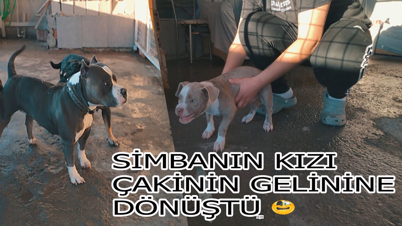 PİSKOPAT KIZ SİNDİ KÖPEKLERE KÖK SÖKTÜRÜYOR - YouTube