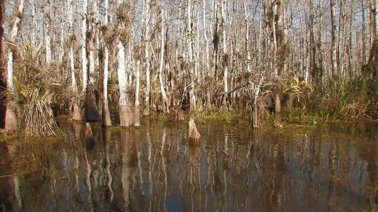 Everglades Mountains and Valleys: Cypress Dome - YouTube