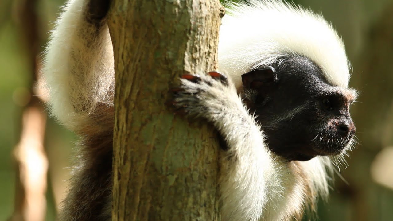 Titi Columbia Monkey