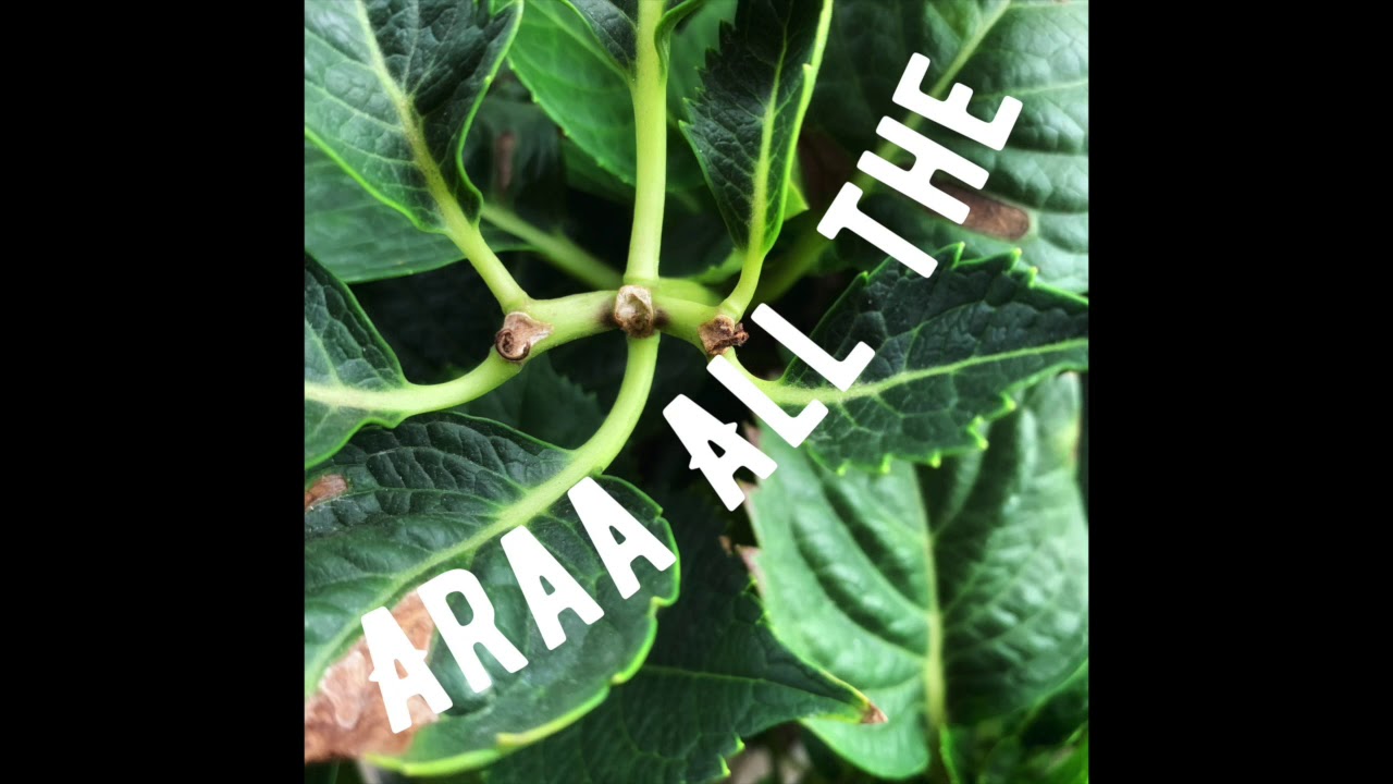 Araa | All The - YouTube