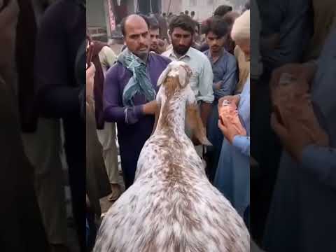 Why Do Muslim Sacrifice Goat After Childbirth