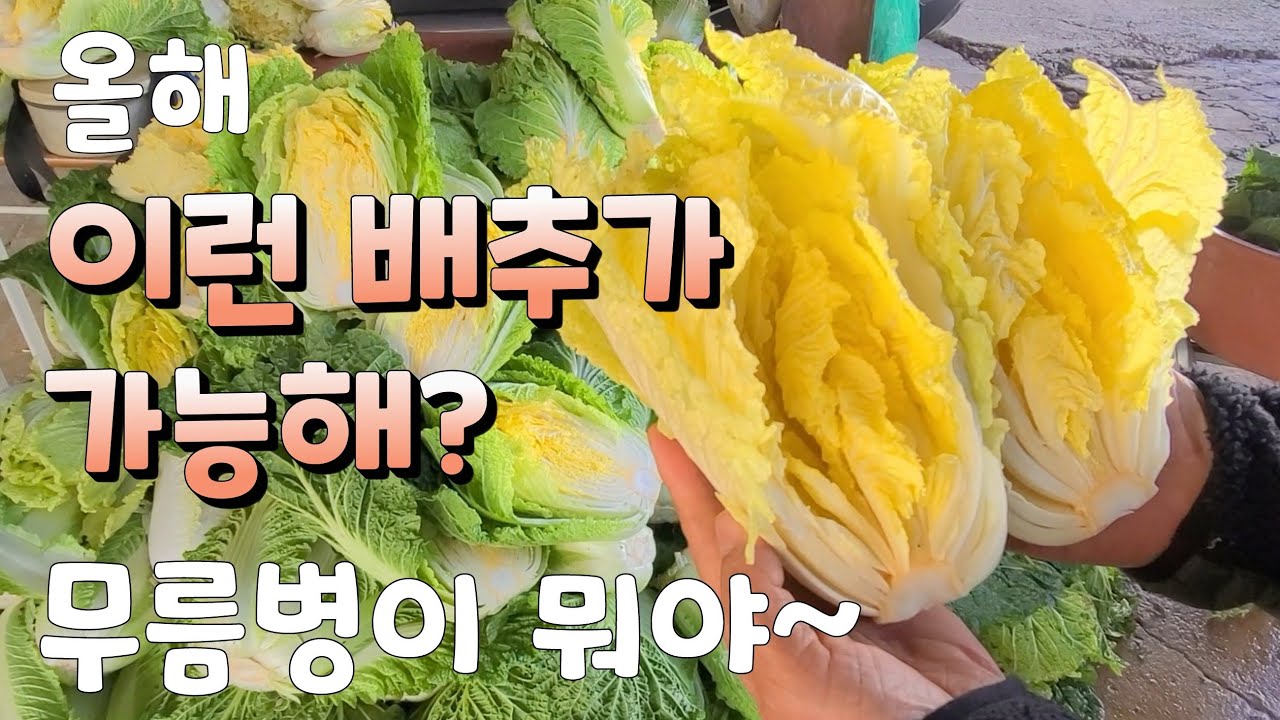 김장배추 이정도면 무름병이 뭐야 항암배추 Youtube
