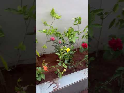Muti colour flower plants #video #viral #nature #plants #shortvideo # ...
