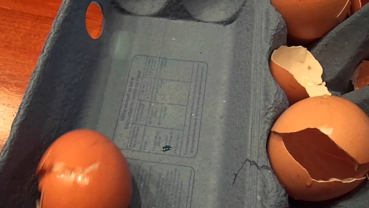 eggsplosion - YouTube