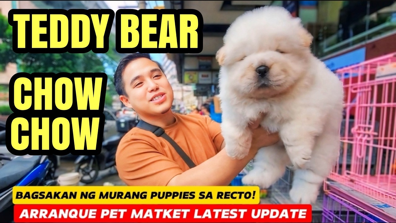 WOW! P4,500 XL BEAGLE! P6,500 AMERICAN BULLY! QUALITY CHOW CHOW SA ...