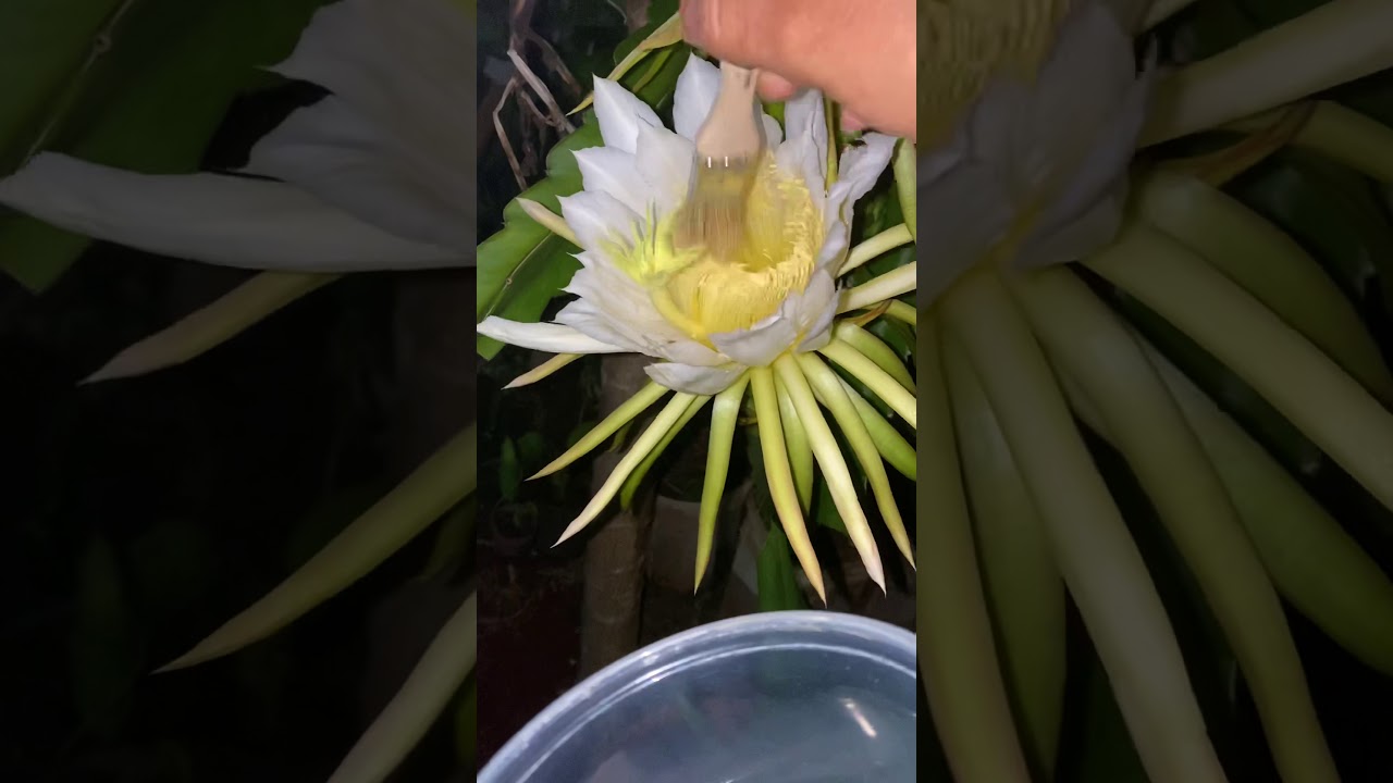 Pollinating Dragon fruit for the first time. Using hand pollination and ...