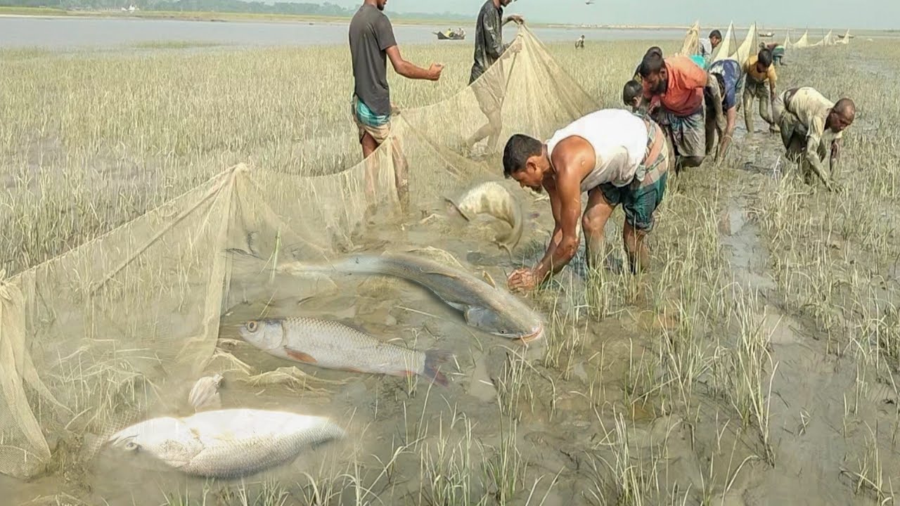 নদীর সব পদের বড় মাছ আটকা পড়েছে জালে।।Coral Boal Eye Fishing ...