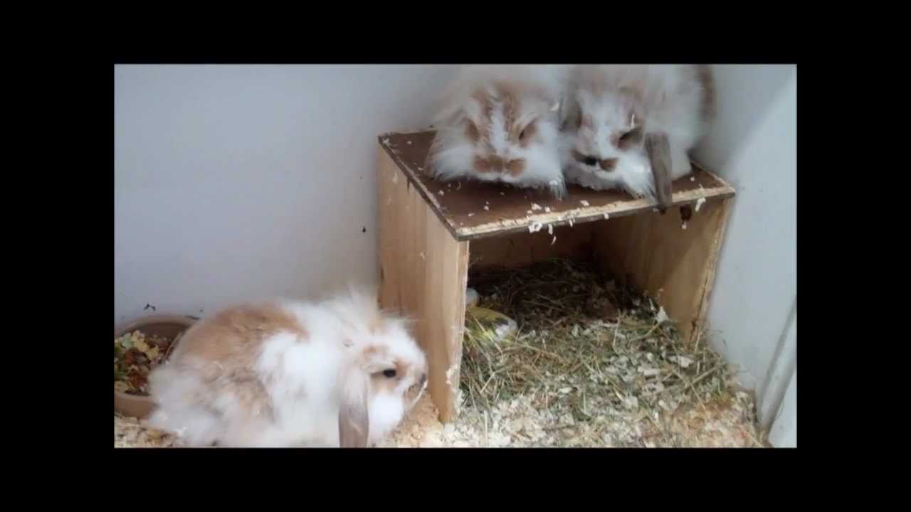 New In - Baby Lionhead Lop Eared Rabbits 24/05/11 - YouTube