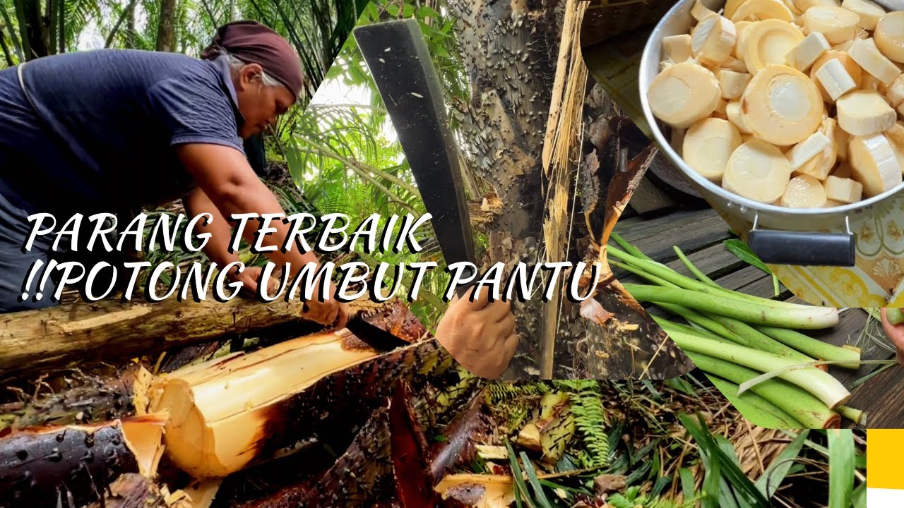 PARANG TERBAIK ️CARI UMBUT PANTU PART 2 - YouTube